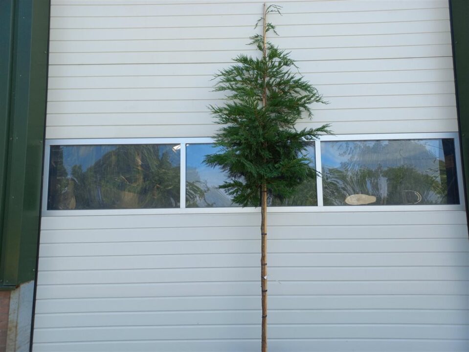 Koniferenarten | van IJmeren