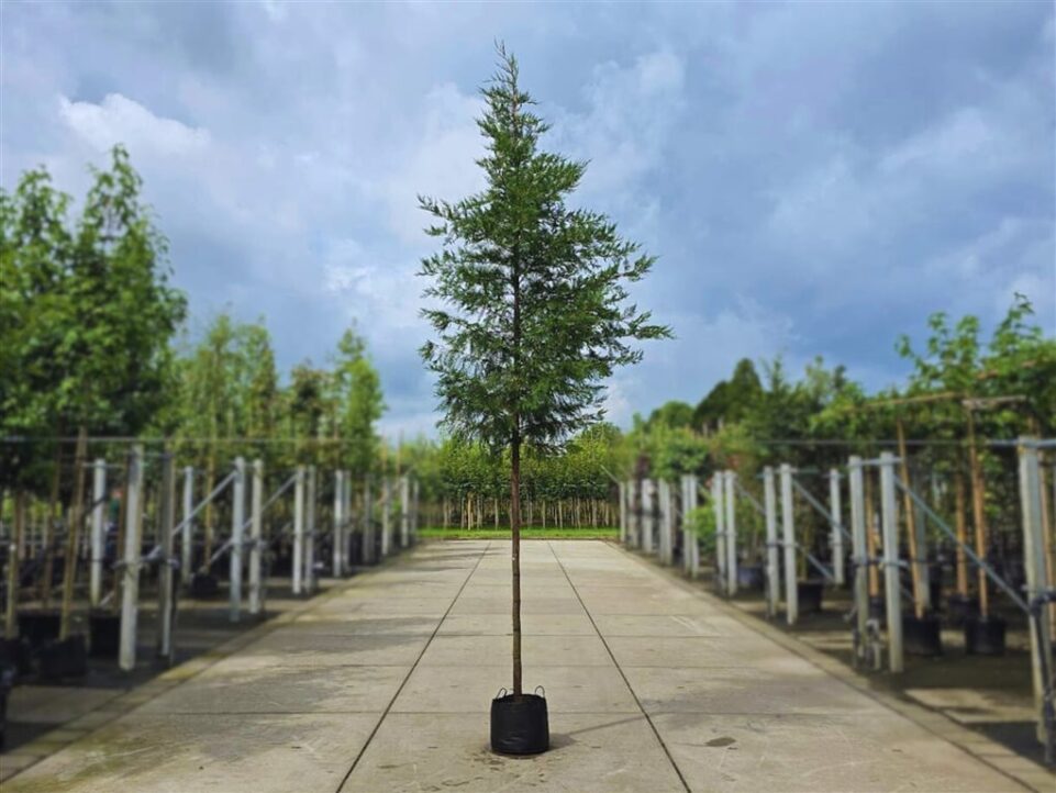 Koniferenarten | van IJmeren