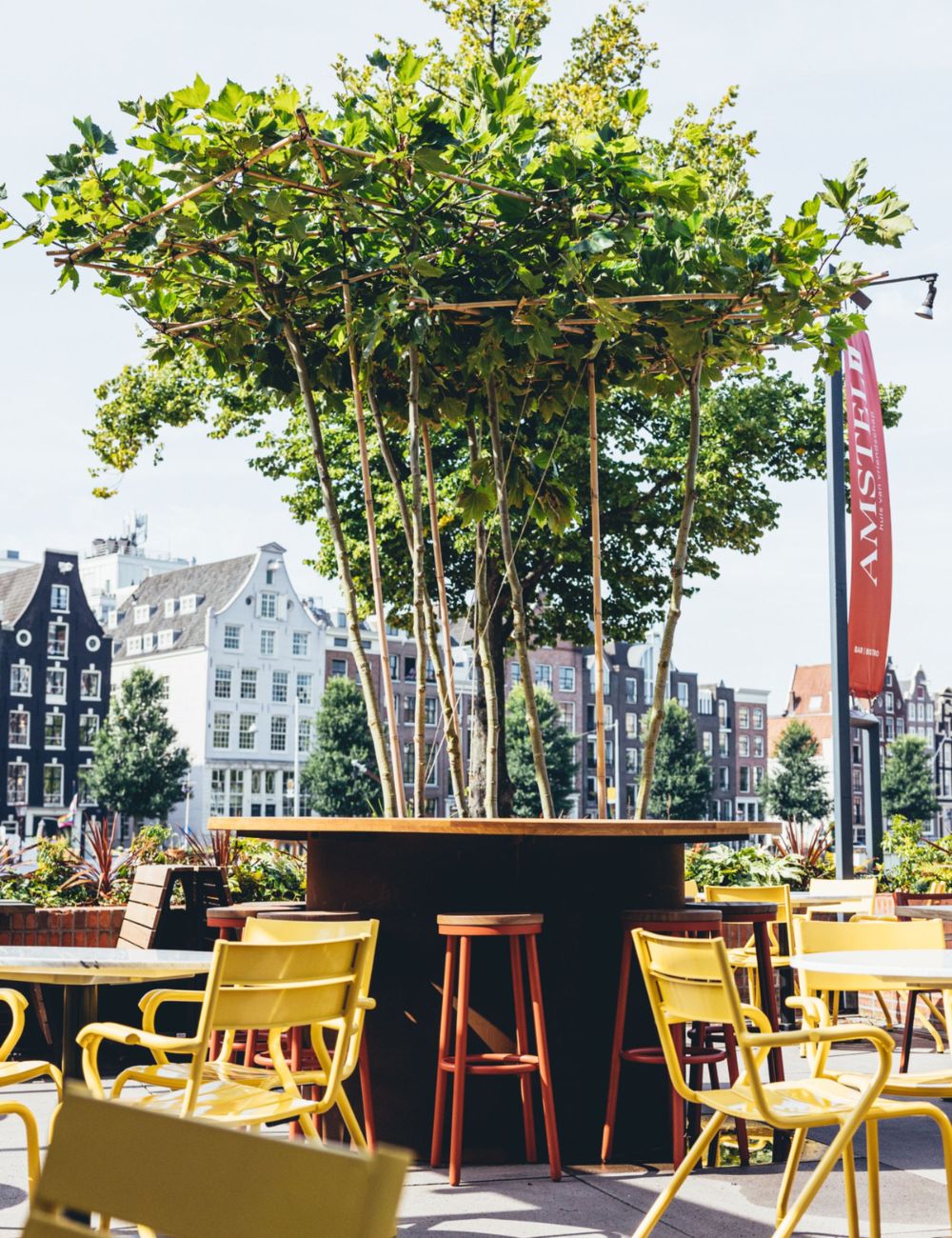 Großer Baum im Topf: 5 nützliche Tipps | van IJmeren