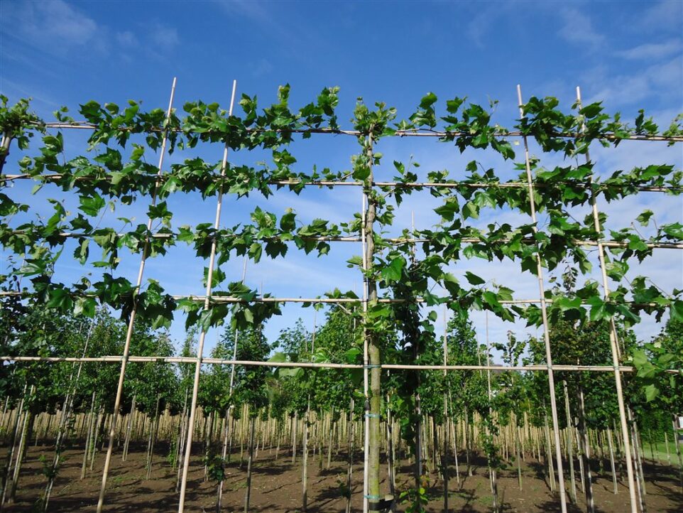 Spalierlinde kaufen | Baumschule Van IJmeren