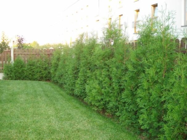 Koniferenarten | van IJmeren